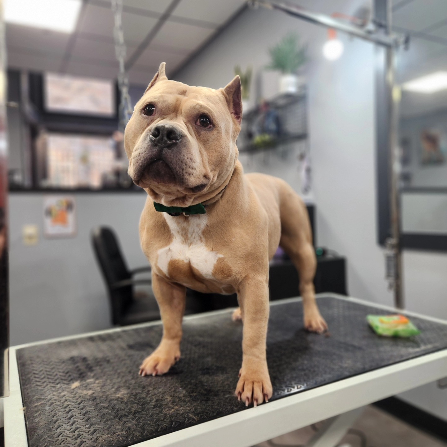 Unleashed Grooming Company