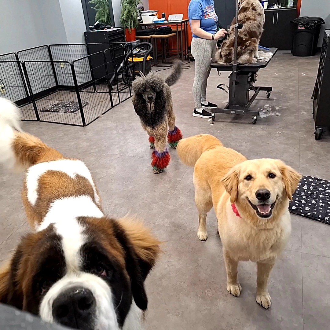 Unleashed Grooming Company