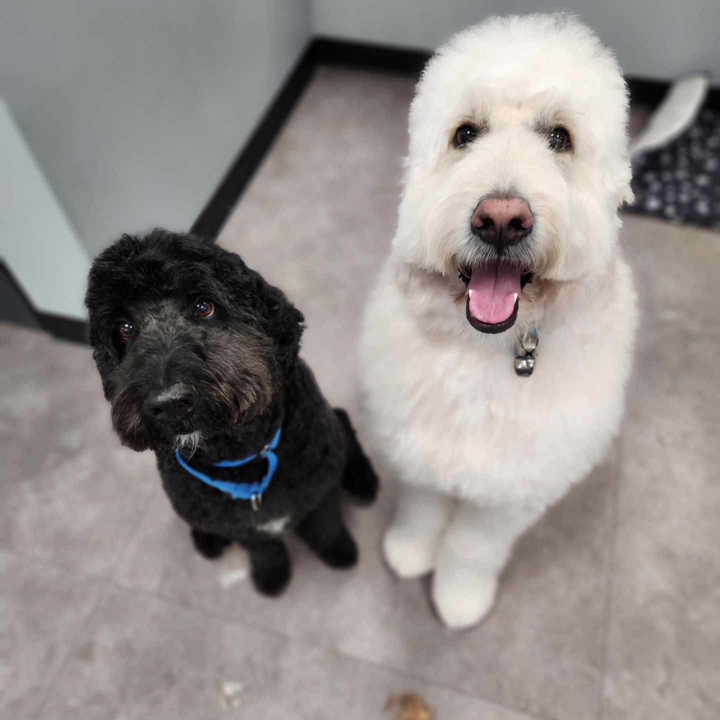Unleashed Grooming Company