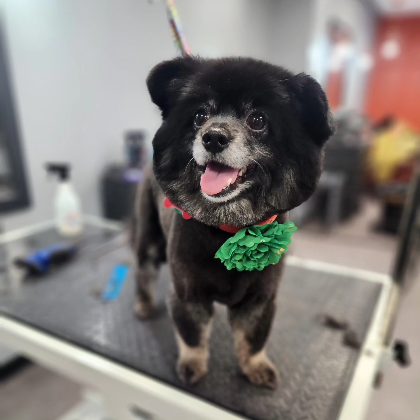 Unleashed Grooming Company