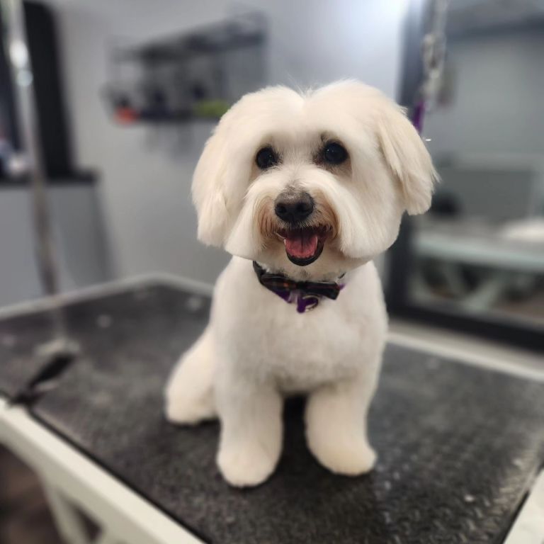 Unleashed Grooming Company