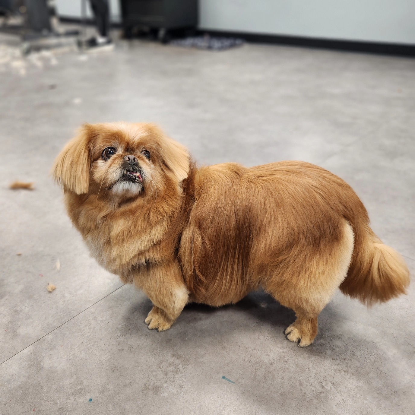 Unleashed Grooming Company